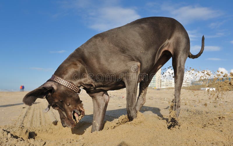 Great Dane Playing with Sand Stock Photo - Image of play, digging: 13340386