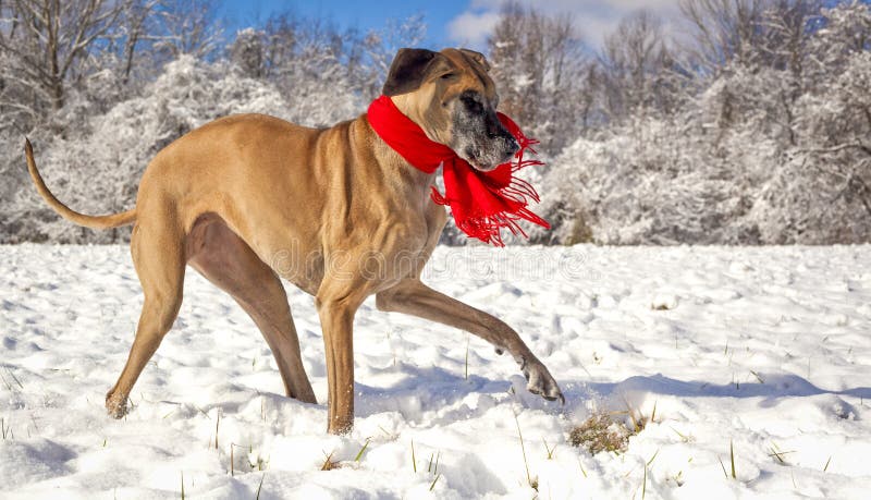 Great Dane Playing in the Snow Wearing a Red Scarf Stock Photo - Image ...