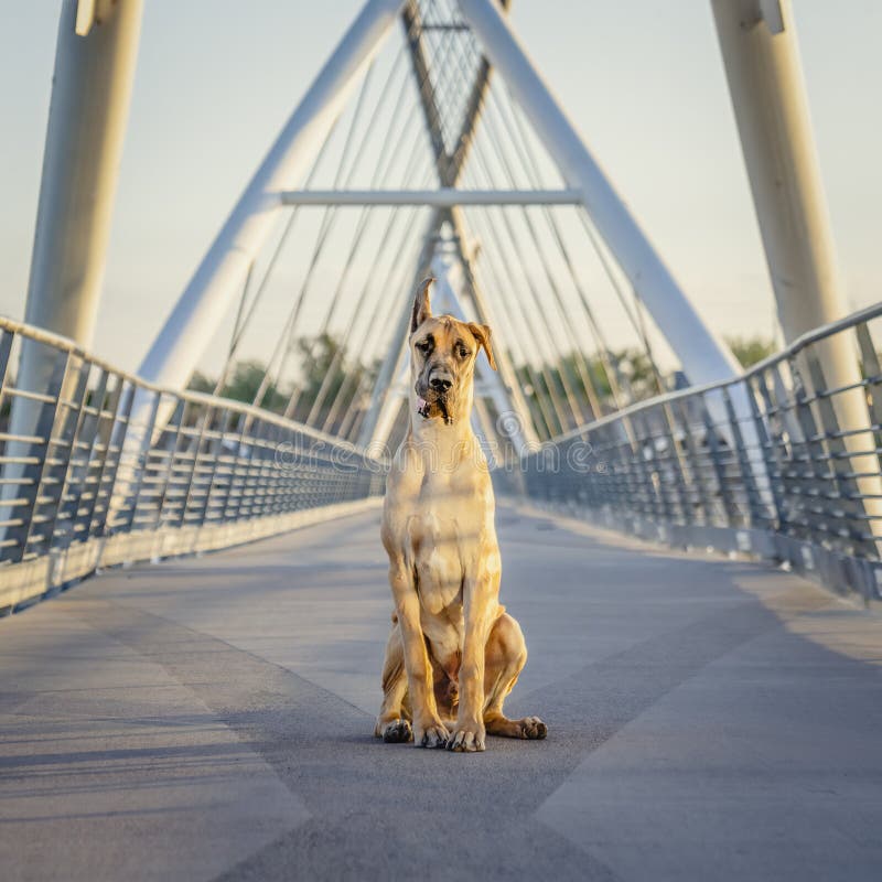 Great Dane Portrait on a Pedestrian Bridge Stock Image - Image of ...