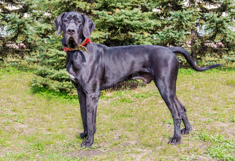 Great Dane profile. stock photo. Image of hair, mammal - 53480262