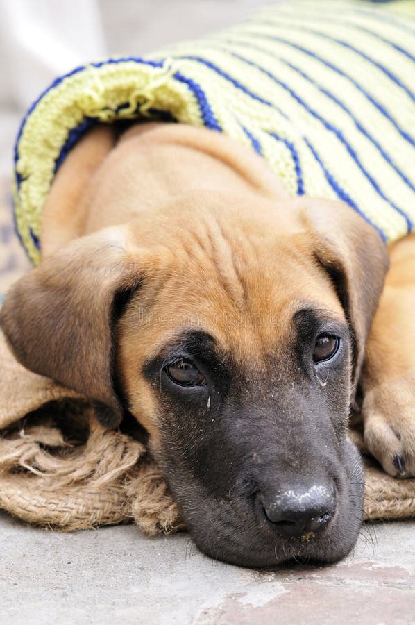 Great dane puppy stock image. Image of doggy, cute, brown - 12906727