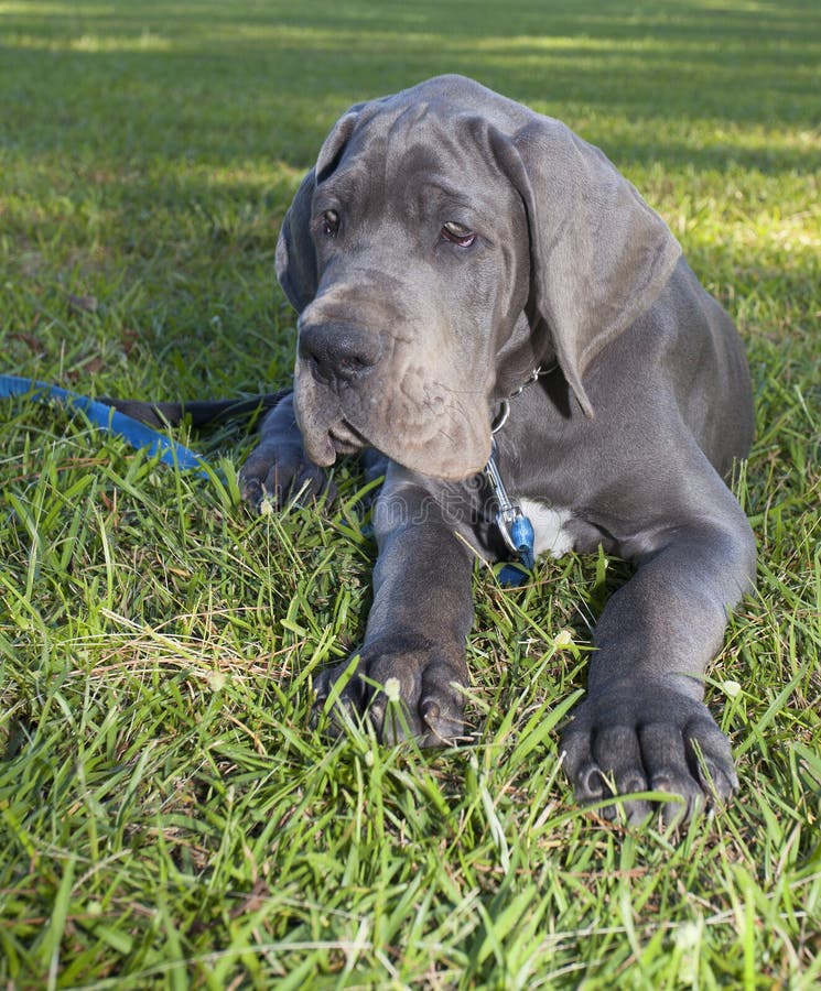 810 Gray Great Dane Puppy Stock Photos - Free & Royalty-Free Stock ...
