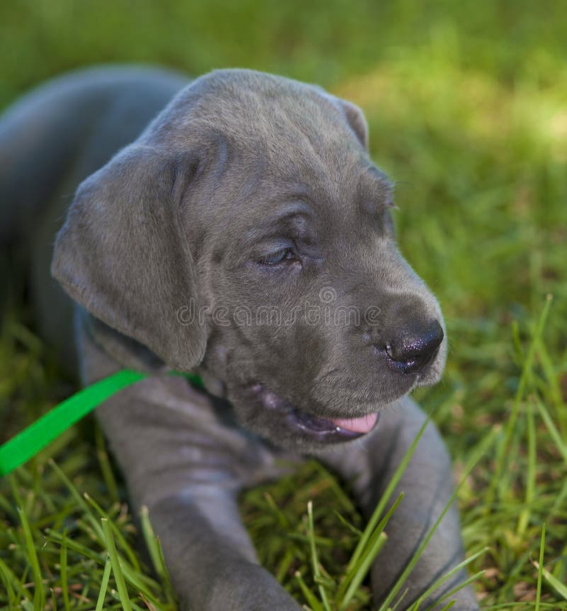 Great Dane puppy stock image. Image of mammal, animal - 84849069
