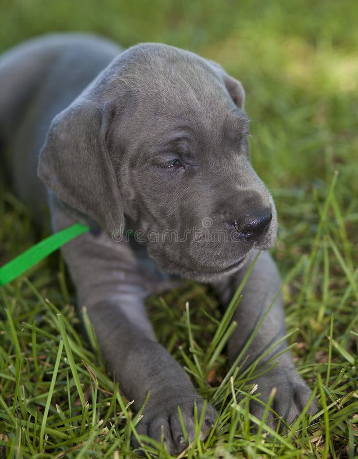 Great Dane puppy stock photo. Image of body, great, feet - 78986144