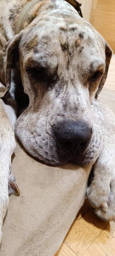 Great Dane Resting in House Stock Photo - Image of great, water: 352570936