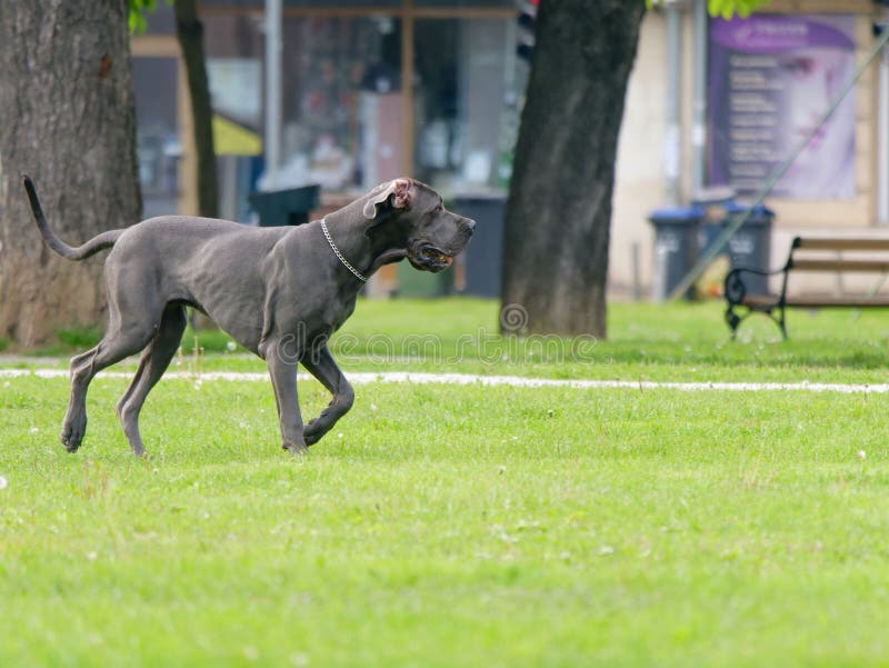 Great Dane Running in a Lush Green Backyard Stock Photo - Image of ...