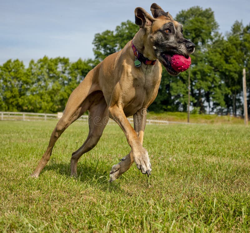 Great Dane Running with Red Ball in Mouth Stock Photo - Image of ...
