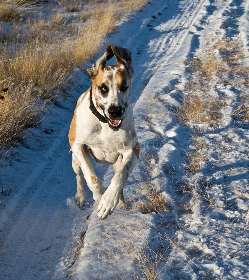 Great Dane Running on Snow-Covered Path Stock Photo - Image of fast ...