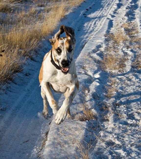 Great Dane Running on Snow-Covered Path Stock Photo - Image of fast ...