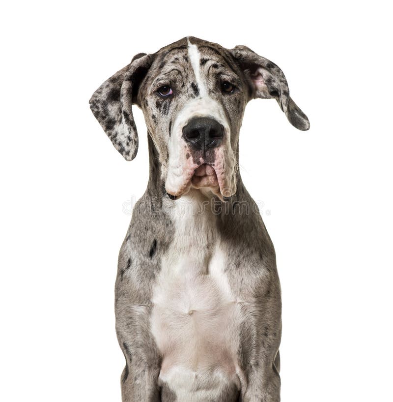 101 Front View Great Dane Sitting Stock Photos - Free & Royalty-Free ...