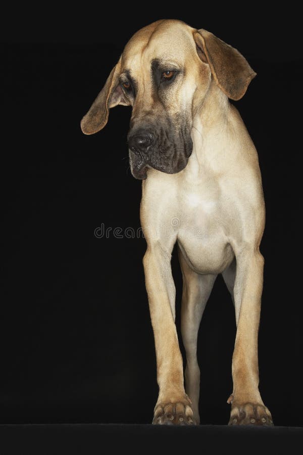 Great Dane Standing Front View Stock Photo - Image of front, standing ...