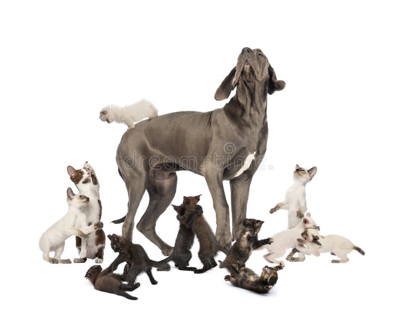 Great Dane Standing in the Middle of Cats Playing Stock Image - Image ...