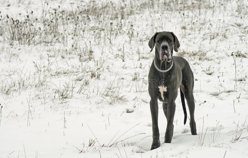 Great Dane Youngster on Snow Stock Image - Image of snow, running: 94988365