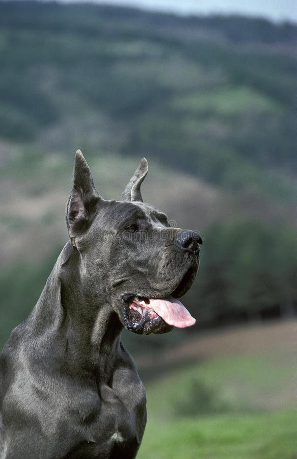 Great Dane or German Mastiff Dog, Male, Old Standard with Cut Ears ...