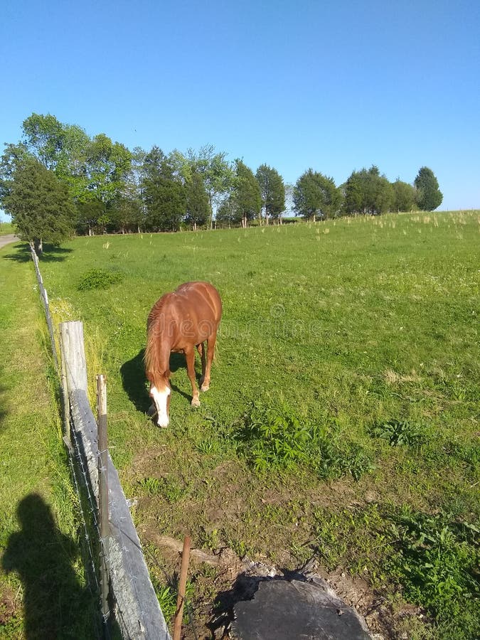 A great day to graze stock image. Image of grazing, mammal - 209443443