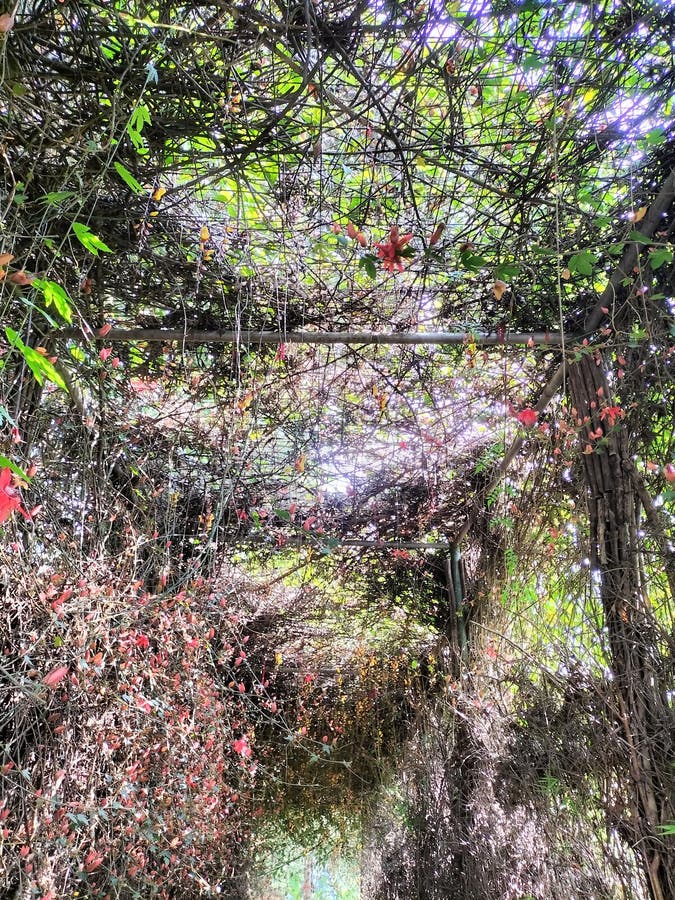 Great Design of Outdoor Gate Using Beautiful Climbing Plants with Red ...