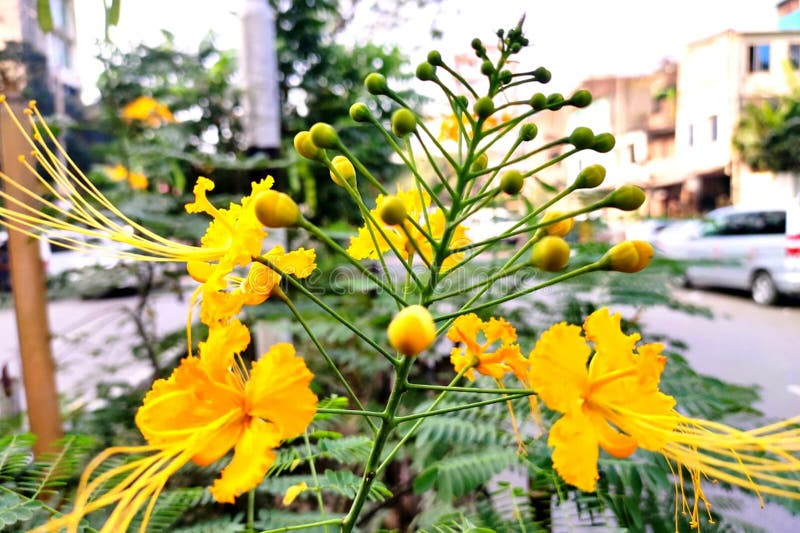 Great Dhaincha Tree Flowers Stock Photos - Free & Royalty-Free Stock ...