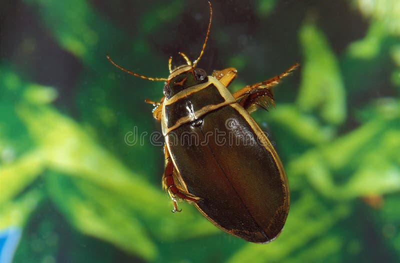 Great Diving Beetle, Dytiscus Marginalis, Pond I Normany Arkivfoto ...