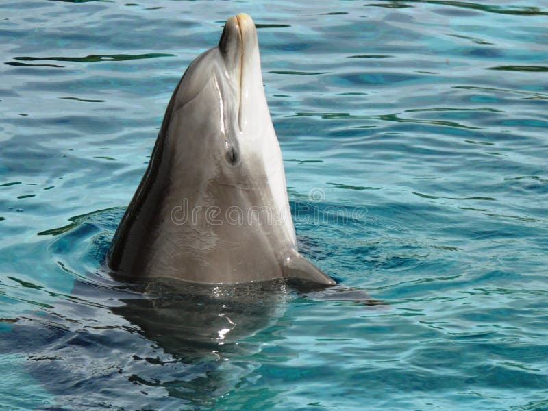 Great dolphin tursiops stock image. Image of animal, great - 98134045