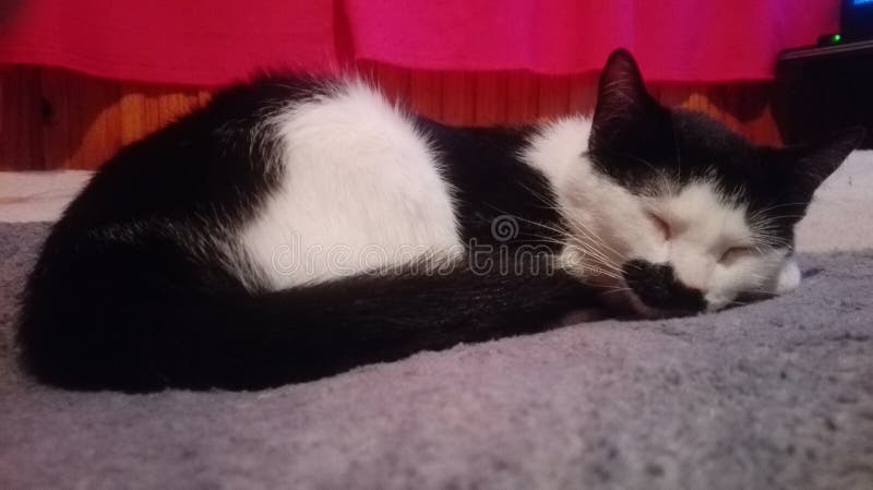 A Great Dream Time,a Great Cat Sleep Stock Image - Image of dream ...