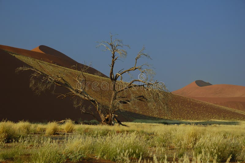 Deadvlei (Namib desert) stock photo. Image of dead, namib - 5136838