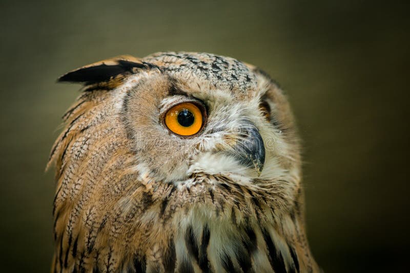 Great Eagle Owl Portrait in Nature Stock Image - Image of open, wing ...