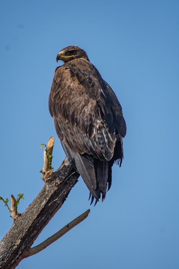 The great eagle stock image. Image of bird, beak, wing - 209776319