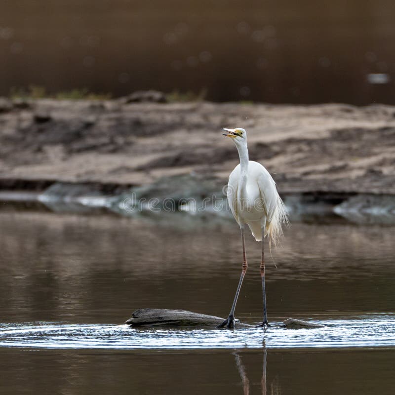 Great Eastern Egret Looking in the Water Stock Photo - Image of outdoor ...