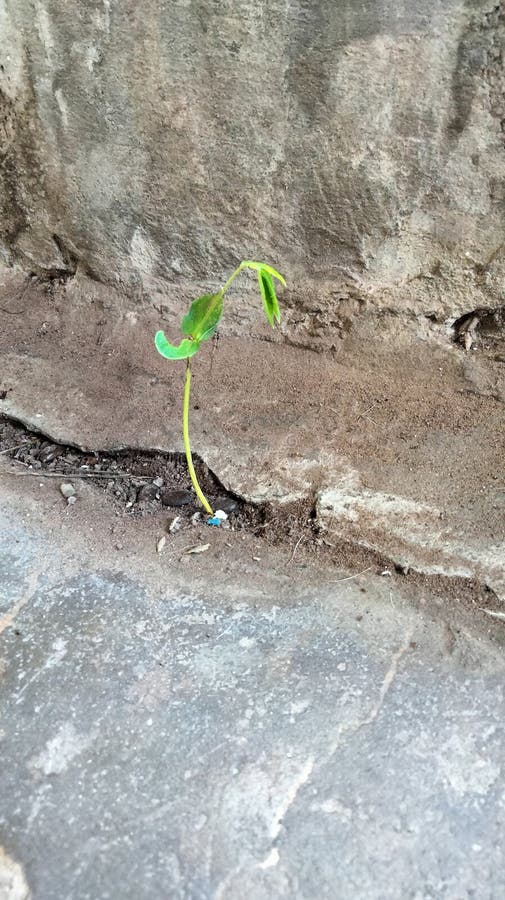 Custard Apple that is Trying To Grow Stock Photo - Image of insect ...