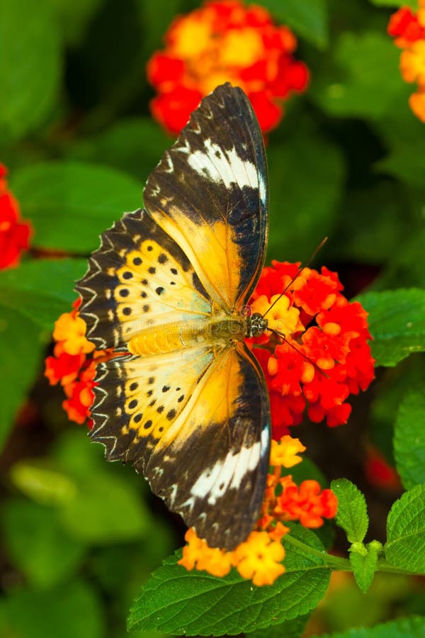 Great Eggfly Butterfly stock image. Image of yellow, beauty - 16039357