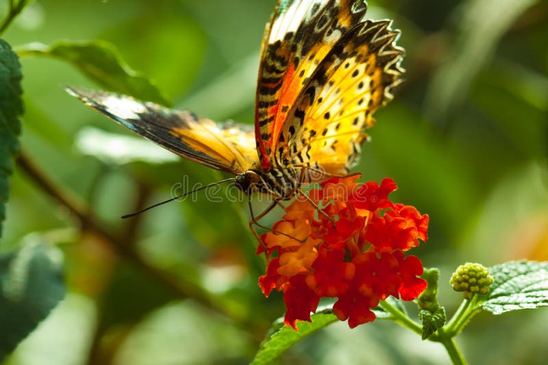 Great Eggfly Butterfly stock image. Image of colored - 16039483