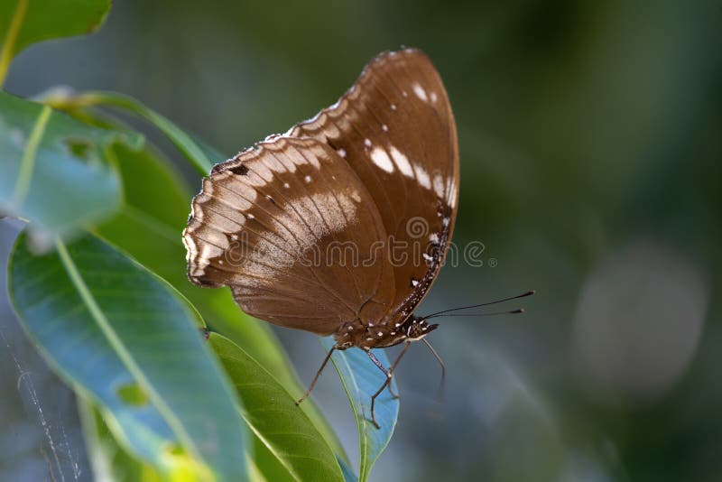 Great Eggfly Butterfly on a Leaf Stock Image - Image of bolina, nature ...