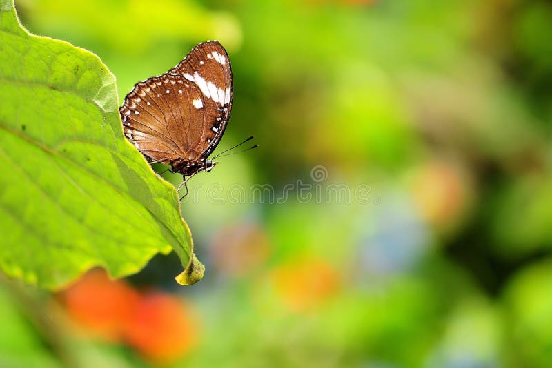 Great Eggfly Butterfly (under Side) Stock Image - Image of insects ...