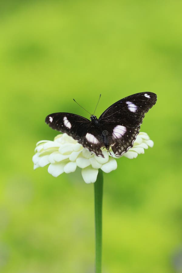 Great Eggfly Hypolimnas Bolinaon Stock Photo - Image of female, golden ...