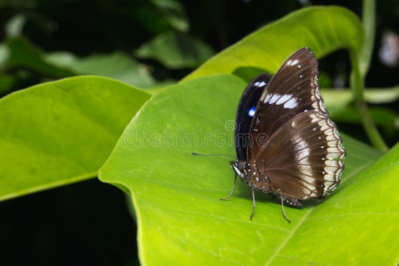 Great Eggfly stock photo. Image of antennae, blue, eyes - 78247764