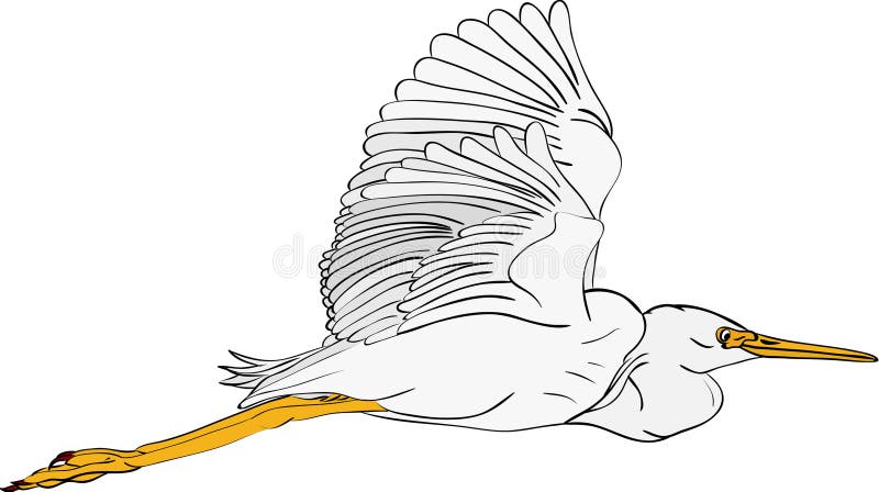 Great Egret Flight Stock Illustrations – 246 Great Egret Flight Stock ...