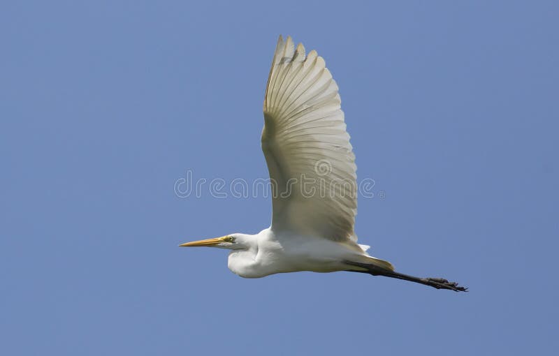 Great Egret Adrea alba stock image. Image of wings, nature - 106959473
