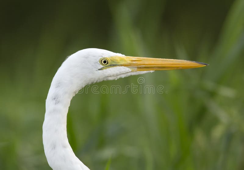 Great Egret Adrea alba stock photo. Image of costa, portrait - 88116074