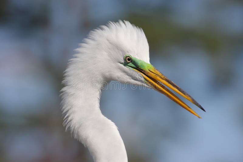 Great Egret (Ardea alba) stock image. Image of animal - 13400471