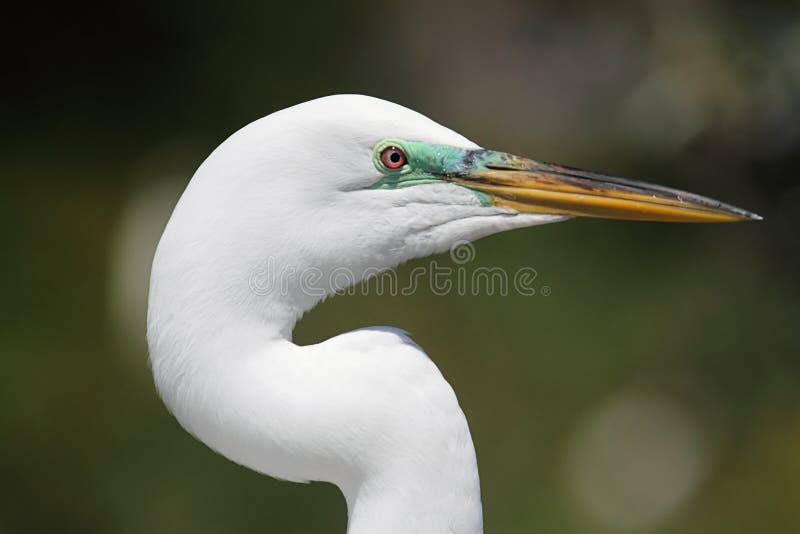 Great Egret (Ardea alba) stock image. Image of great - 21426485
