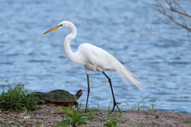 Great Egret (Ardea alba) stock image. Image of great - 21426495