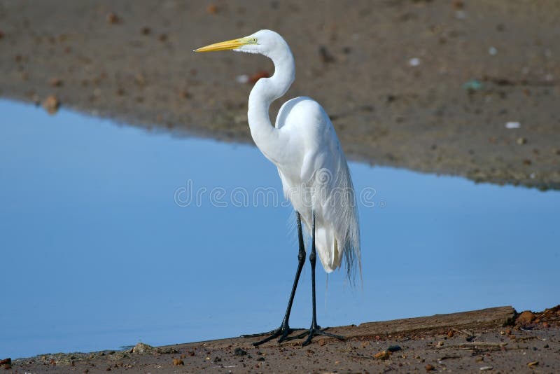 Great Egret Ardea alba stock image. Image of clear, wildlife - 121966347