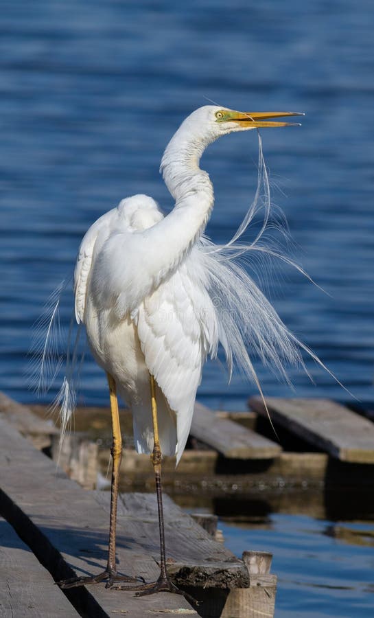 Great Egret, Ardea Alba. a Bird Brushing Its Feathers Stock Image ...