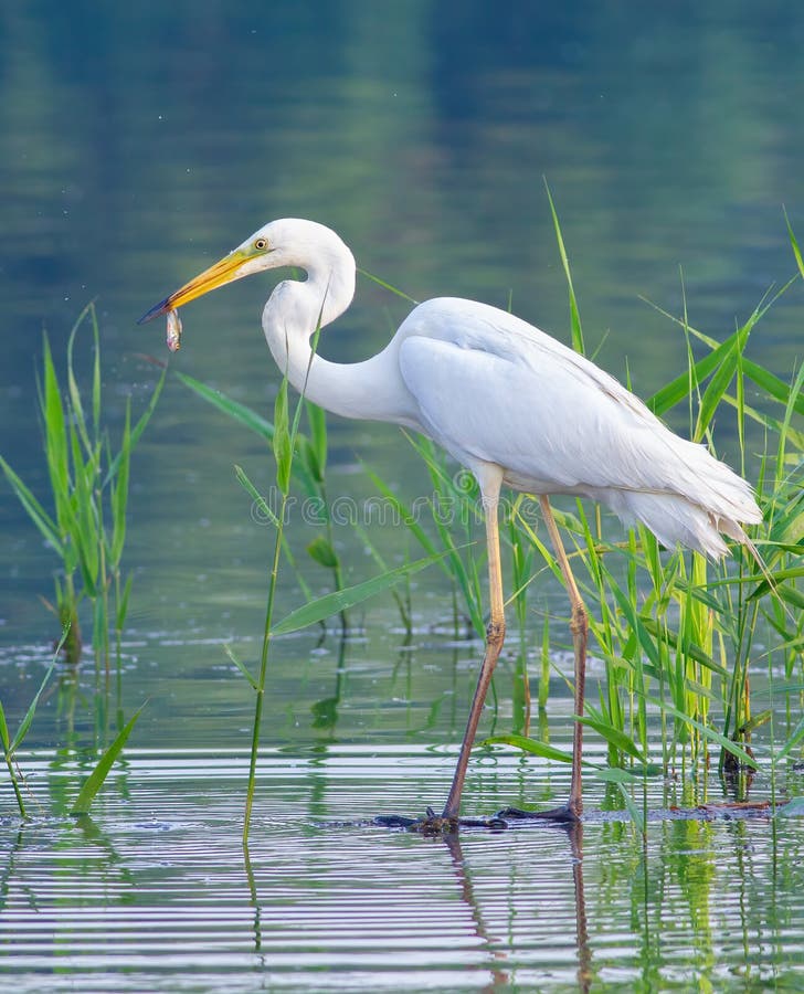Great Egret, Ardea Alba. a Bird Holds a Small Fish in Its Beak Stock ...