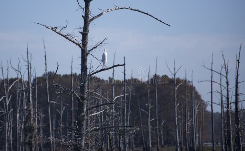 Great Egret Perched on Cypress Stock Photo - Image of animal, cypress ...