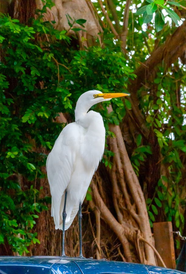 The Great Egret (Ardea Alba), Bird Resting in Mangroves, Florida Stock ...