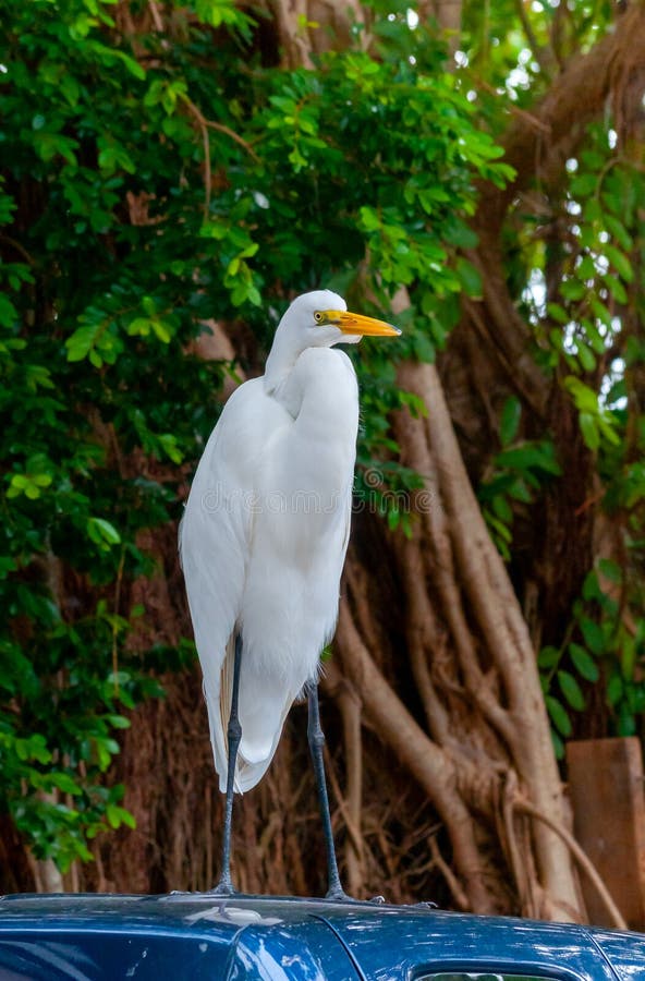 The Great Egret (Ardea Alba), Bird Resting in Mangroves, Florida Stock ...