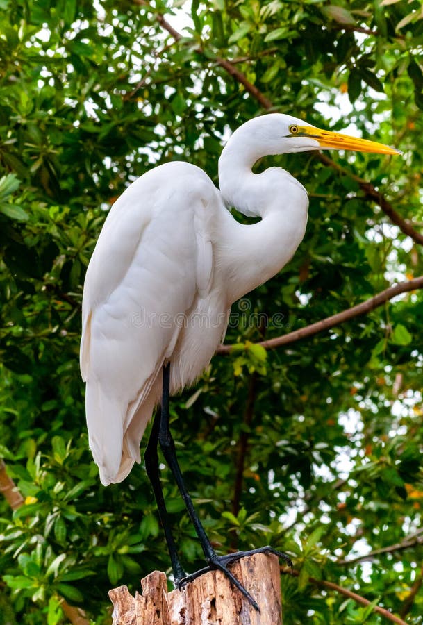 The Great Egret (Ardea Alba), Bird Resting in Mangroves, Florida Stock ...