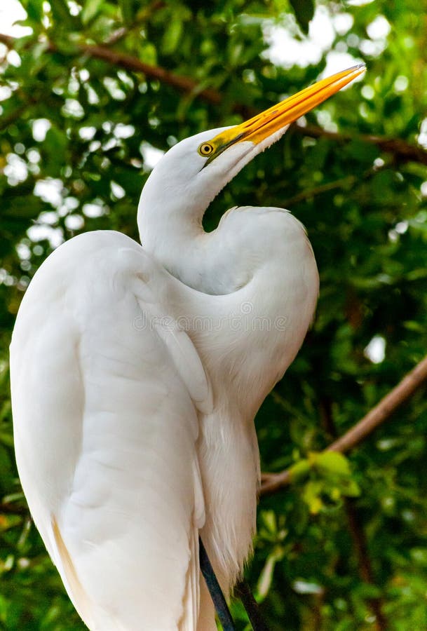 The Great Egret (Ardea Alba), Bird Resting in Mangroves, Florida Stock ...