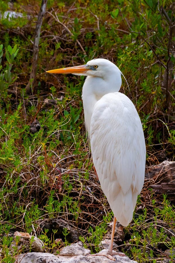 The Great Egret (Ardea Alba), Bird Resting in Mangroves, Florida Stock ...